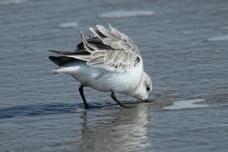 Birding Is Fun!: Sanderling - a "True" Sandpiper