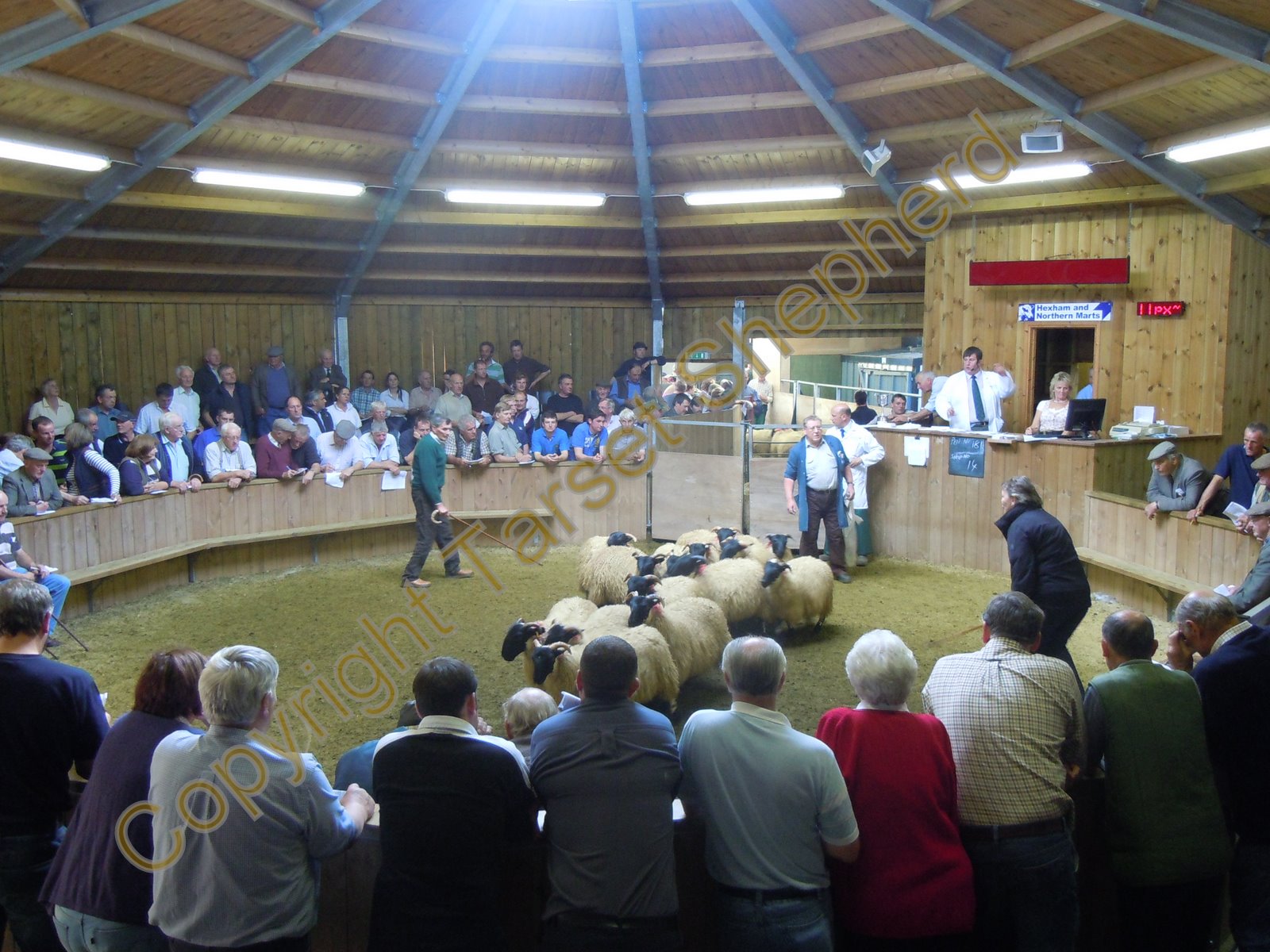 Shepherd's blog: Hexham Mart. Draft ewe sale day.