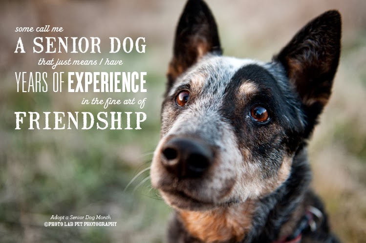 The Love on a Leash Blog: Why Adopt A Senior Dog?