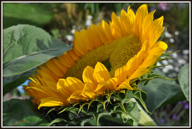 Dutchcorner: The magic sunflower