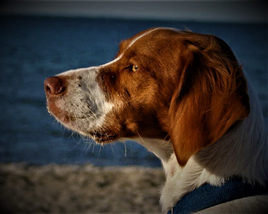 Breton Espanol Dog breed information, description, personality, price ...