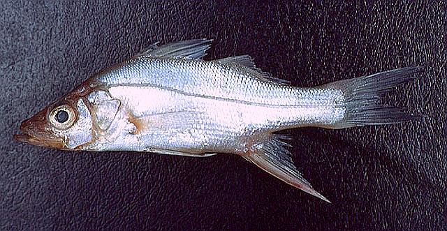Artes de Pesca: VAMOS A PESCAR CHUCUMITE O ROBALO