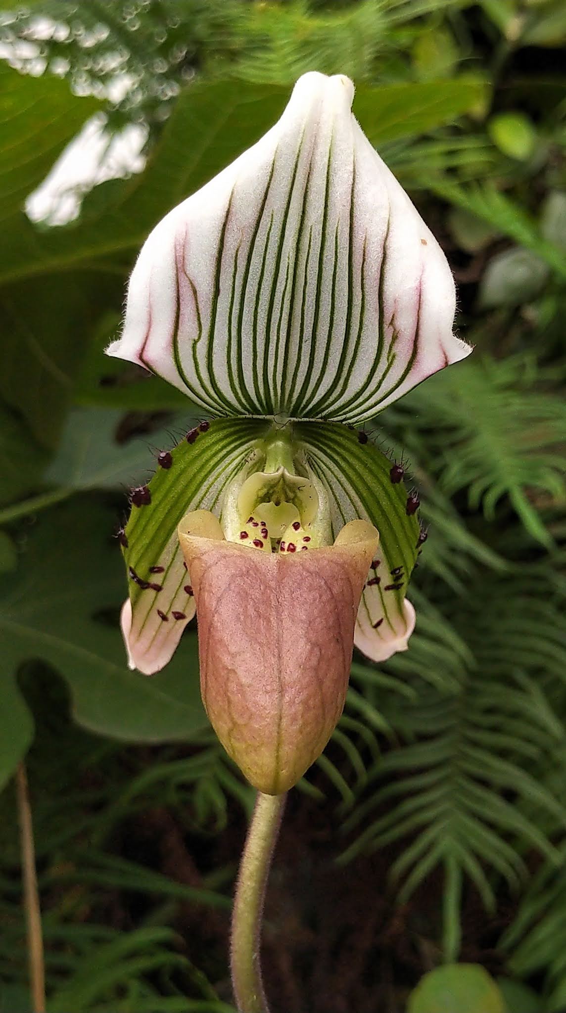 Paphiopedilum callosum