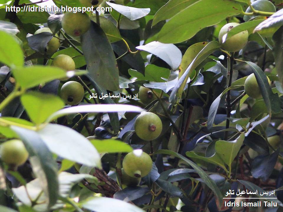 IdrisTalu: Buah beruas @ Garcinia hombroniana di Teluk Senangin
