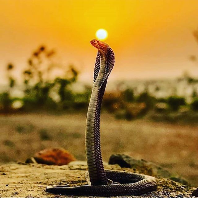 Snakes🐍 🐍 🐍