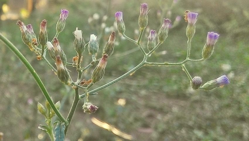 Foto Keindahan Bunga-Bunga Rumput Liar