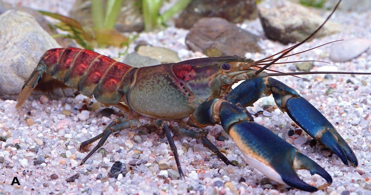 Species New to Science: [Crustacea • 2017] Cherax warsamsonicus • A New ...