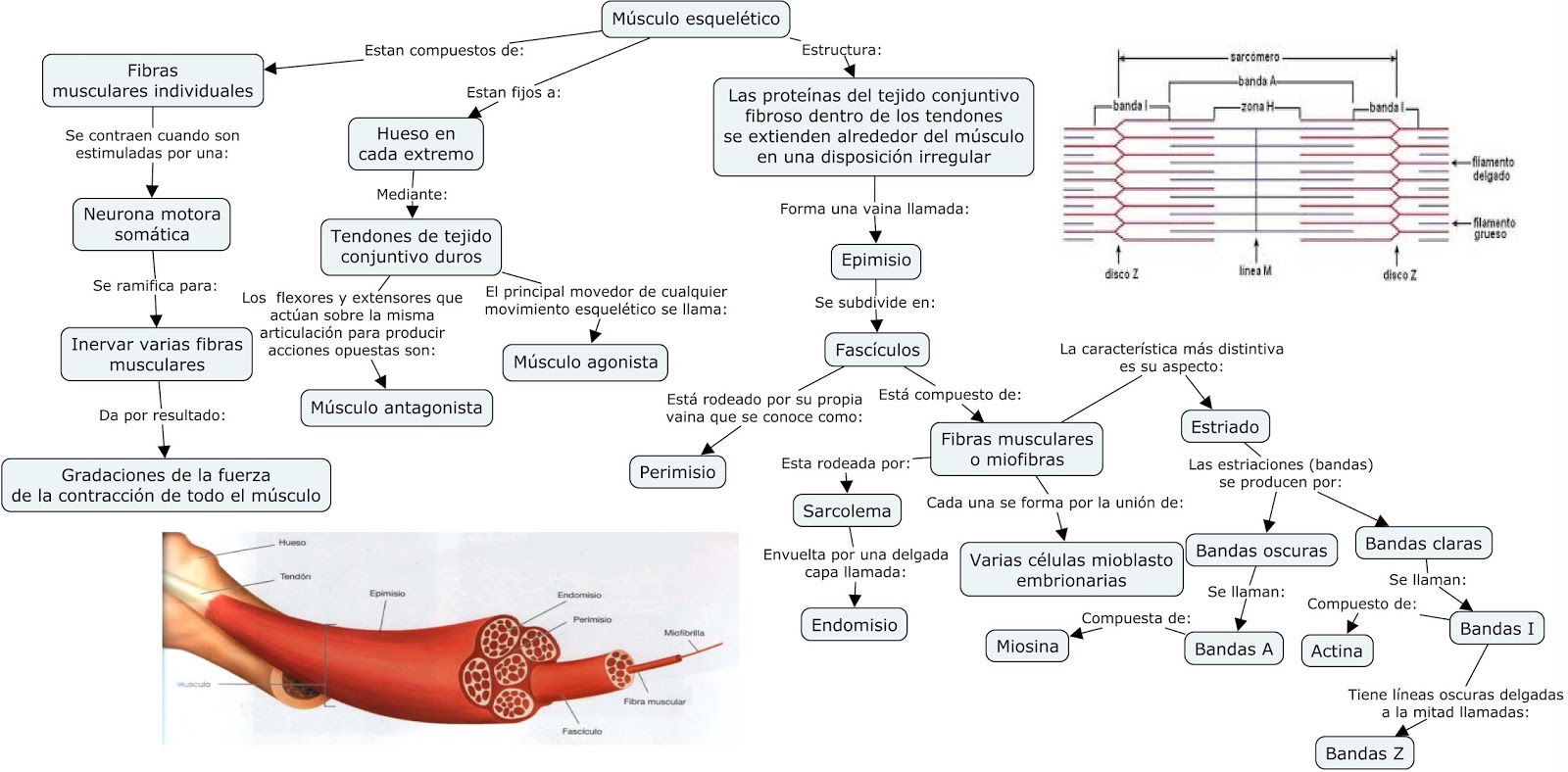 Fisiología Básica y Médica: Mapa Conceptual de "Estructura del músculo"