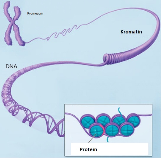 kromatin - BilginCin