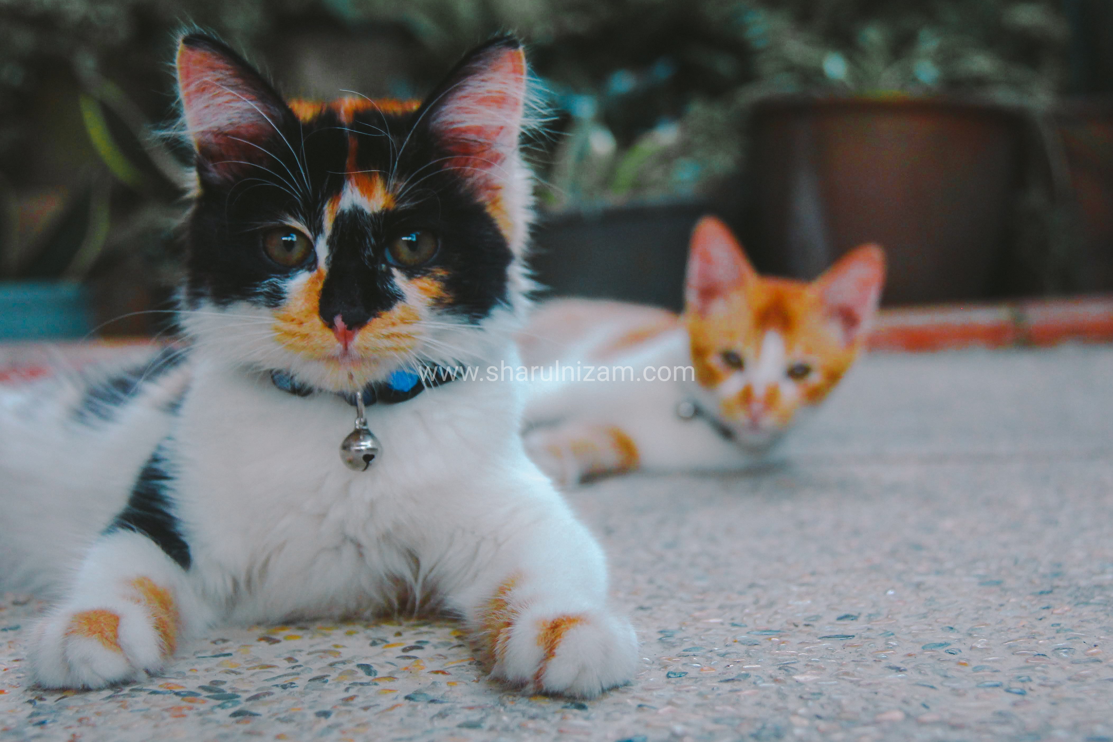 15 Keping Koleksi Gambar Kucing Comel