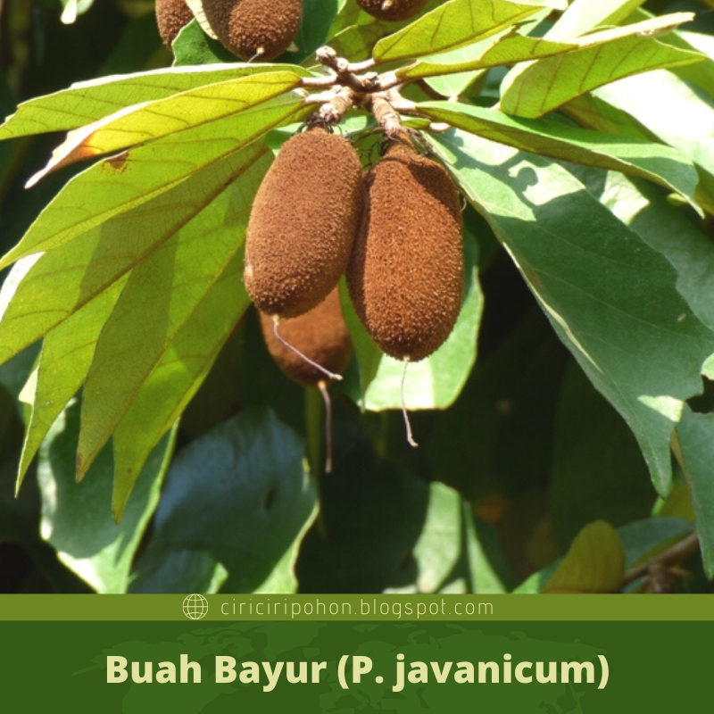 Ciri Ciri Pohon Bayur (Pterospermum javanicum) Di Alam Liar ...