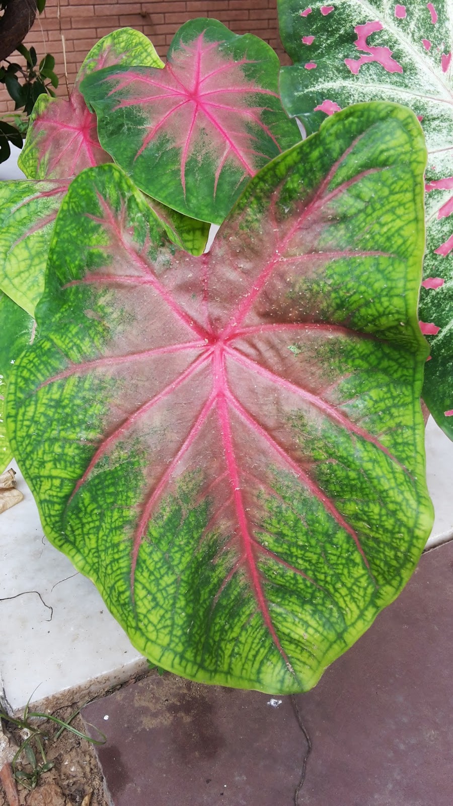 Jaipur Garden: Colorful Caladiums