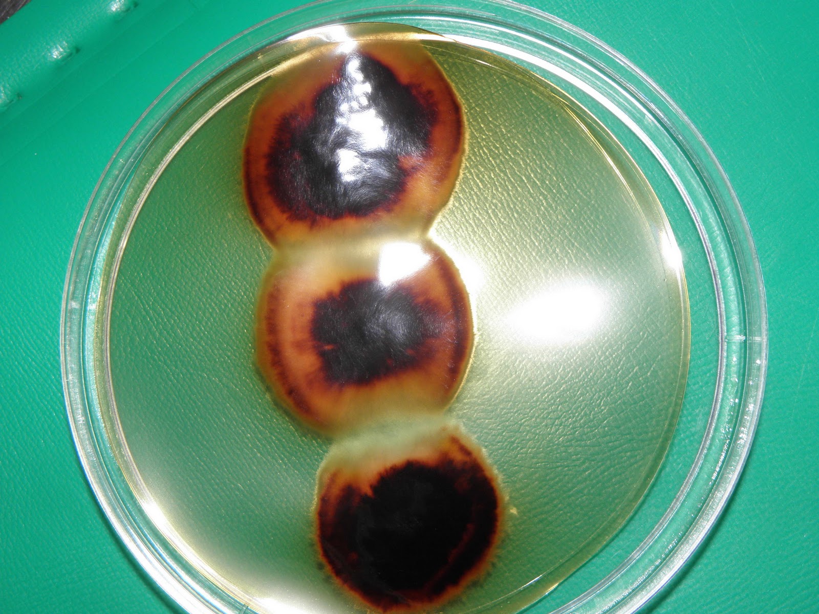 ATLAS MICOLOGIA: TRICHOPHYTON RUBRUM