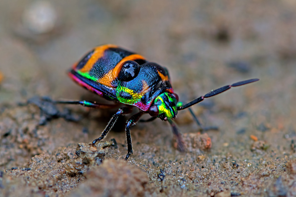 Thailand Misc Bug Gallery | BugsAlive