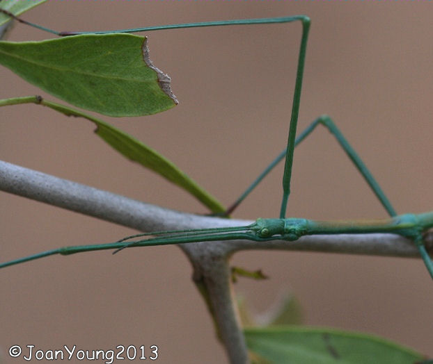 South African Photographs: Cape Stick Insect (Phalces brevis) M
