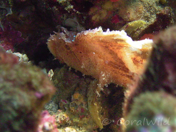 Coral Wild - A Safari Guides Diary: 2012