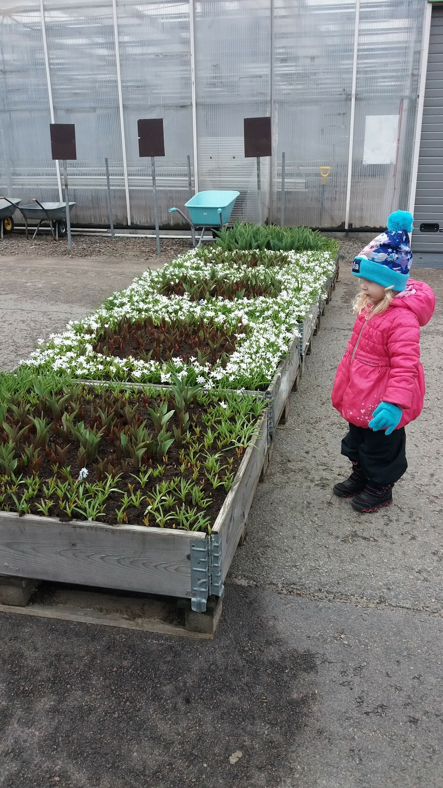 Maatiaiskanasen Elämää: Kasvulava-kasvimaa ja oksista tehdyt köynnöstuet