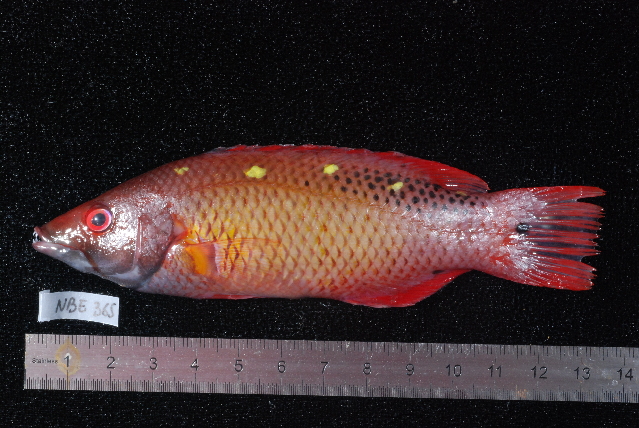 Fish Index: Red Diana Hogfish (Bodianus diana)