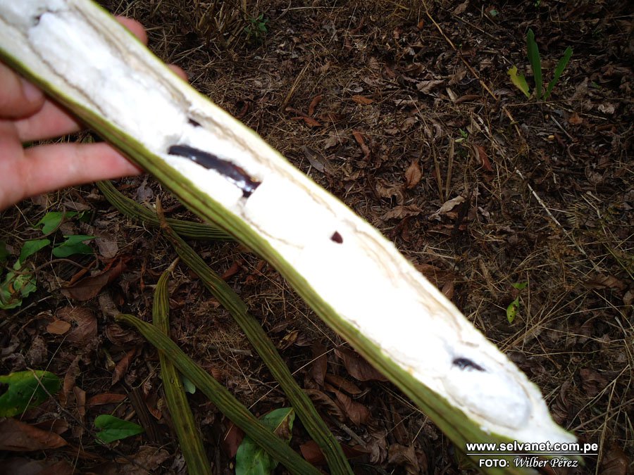 Los Mejores Secretos para una buena Salud: Una pepa de guaba cura el ...