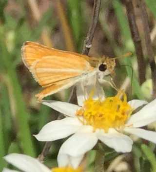 Dances With Ants - The Adventures of a Suburban Naturalist