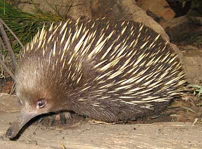 Echidna | Wildlife | The Wildlife