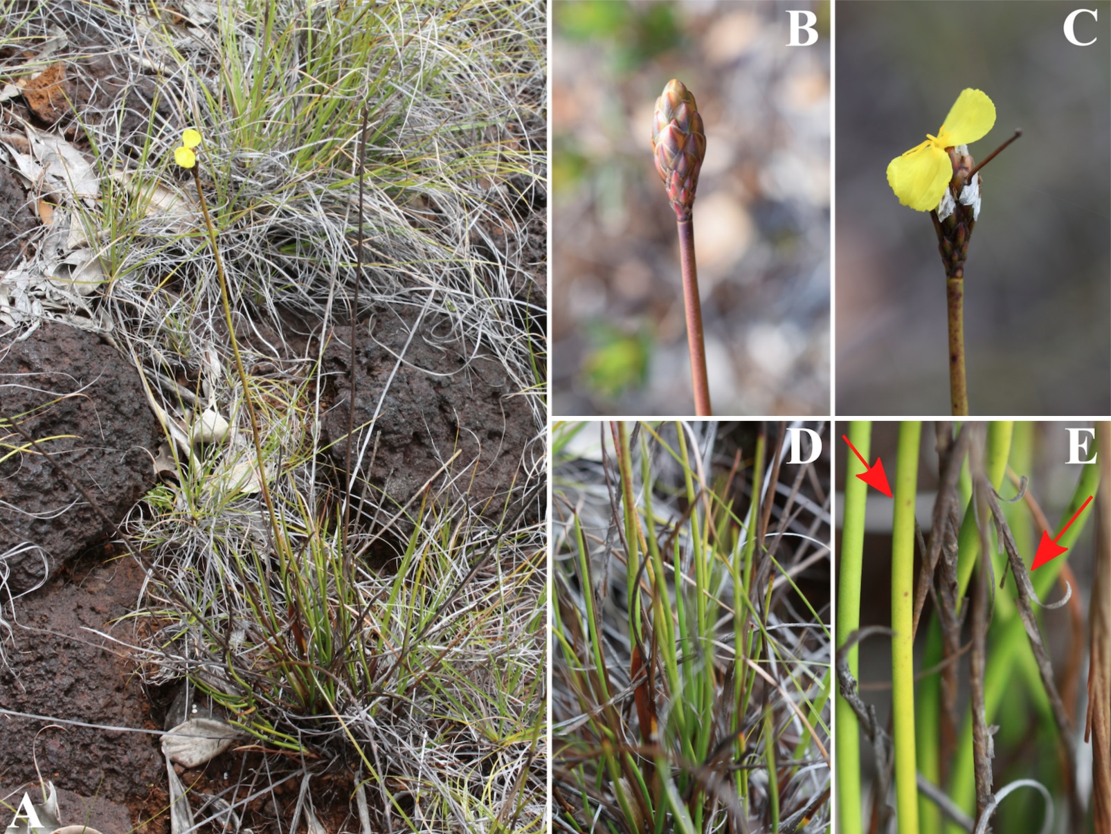 Species New to Science: [Botany • 2021] Xyris desquamatus • Taxonomy ...