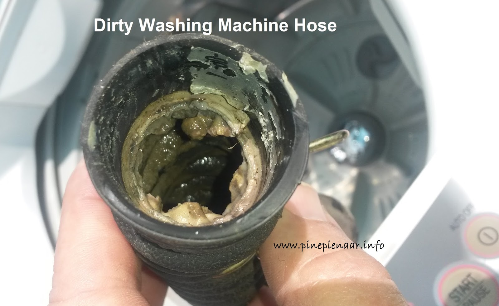 All APPLIANCES Dirty Washing Machine Hose all-appliances-dirty-washing-machine-hose
