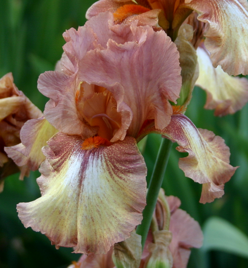 World of Irises: May 2013