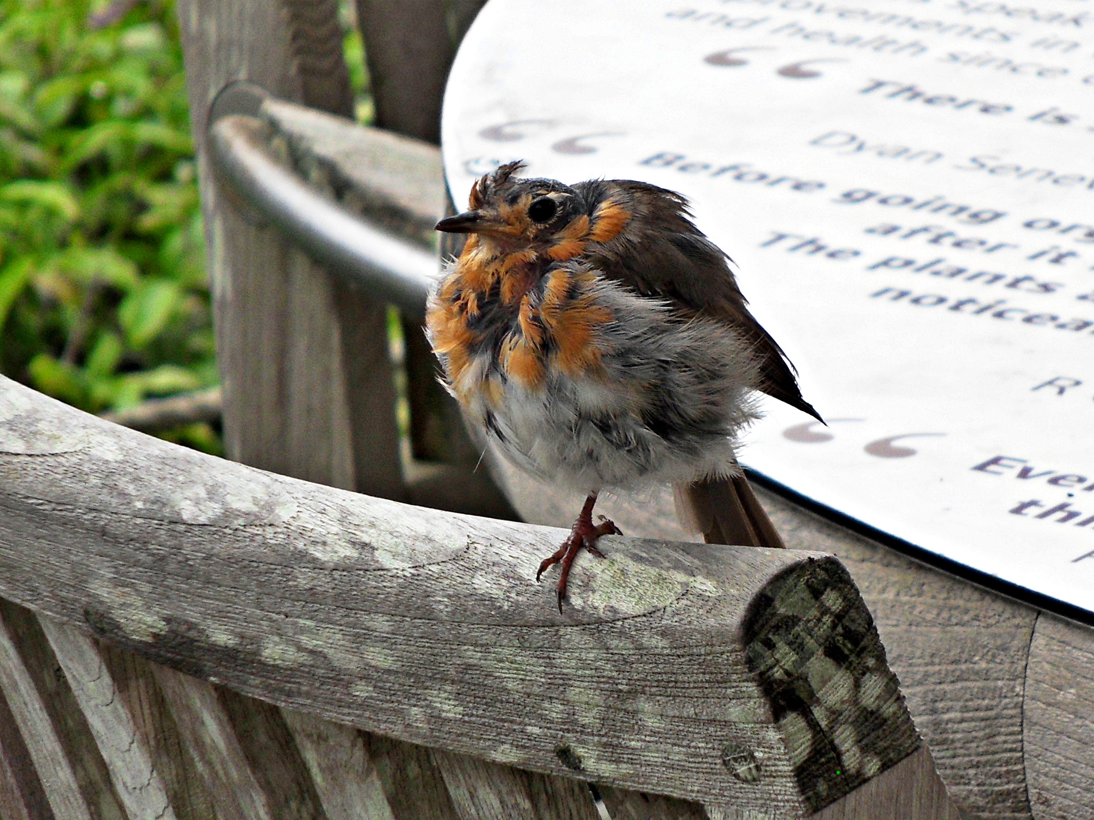 Mike's Cornwall: 21 Bird Photos - The Good, The Bad and the Ugly