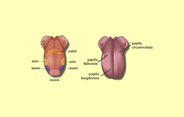 Sistem Indera dan Alat Indera Pada Manusia - cekrisna