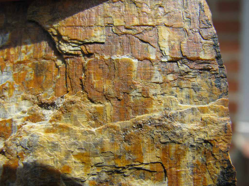 Views of the Mahantango: Callixylon newberryi