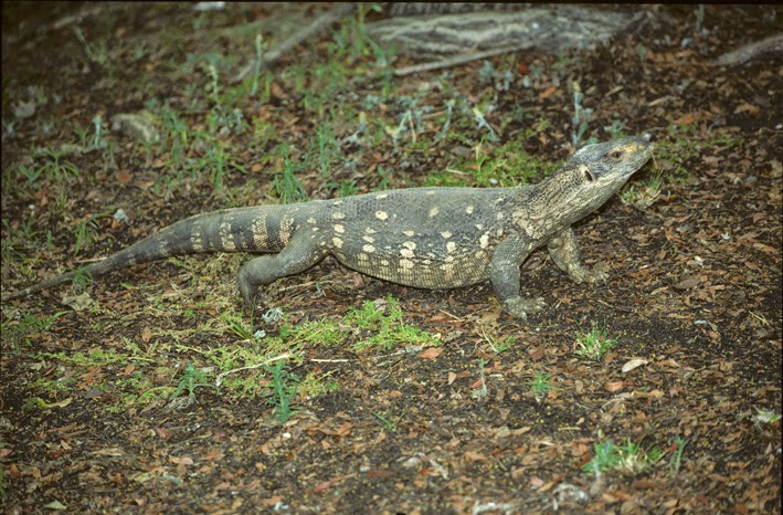 Jenis - jenis atau Macam - macam Varanidae / Varanus / Varanatic ...