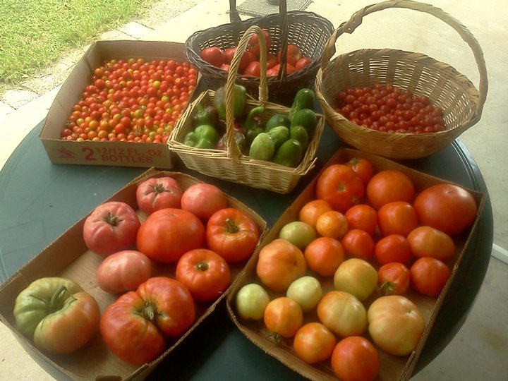 The Celtic Agrarian: Homemade Tomato Shade