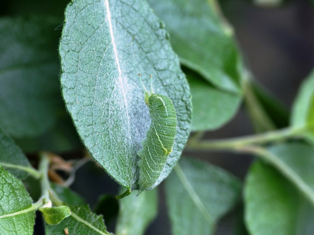 The Purple Empire: Larvae Entering Final Instar