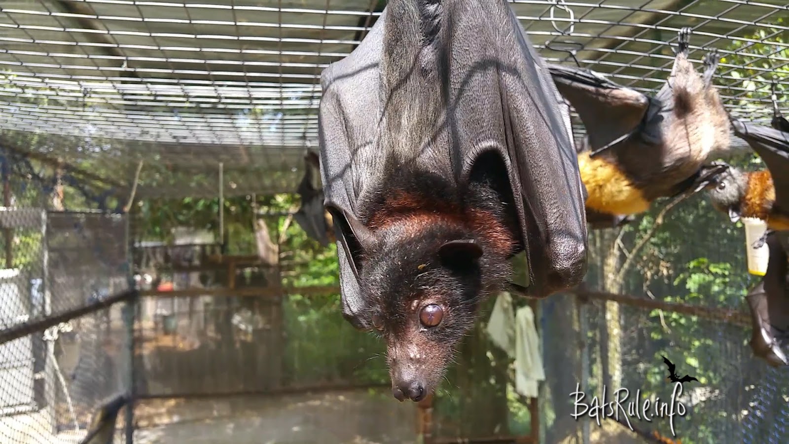 Megabats rescued in care getting some sun Flying-foxes Fruit Bats p2
