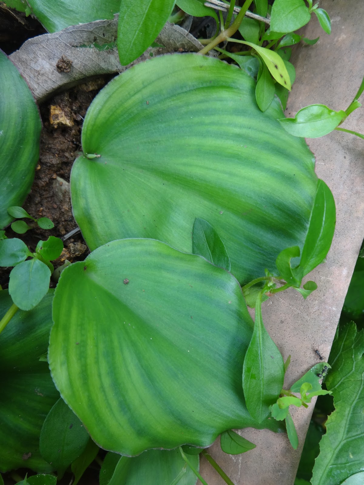 Herbs from Distant Lands: Kaempferia galanga - Kencur, Galanga