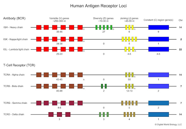 RAG deficiency: Two Genes, Many Diseases