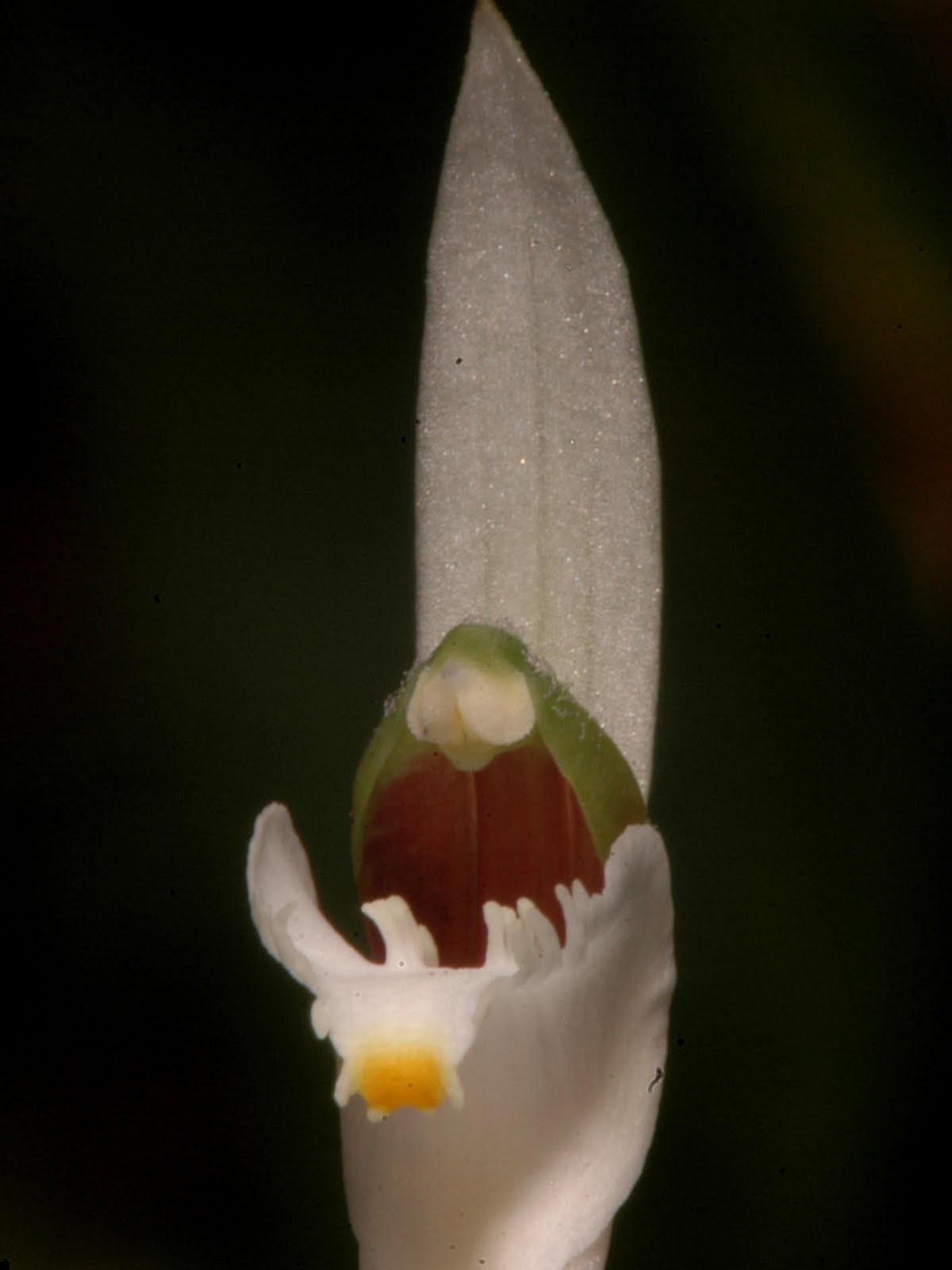 The Nature of Robertson: Orchids at Jervis Bay "suburbia"
