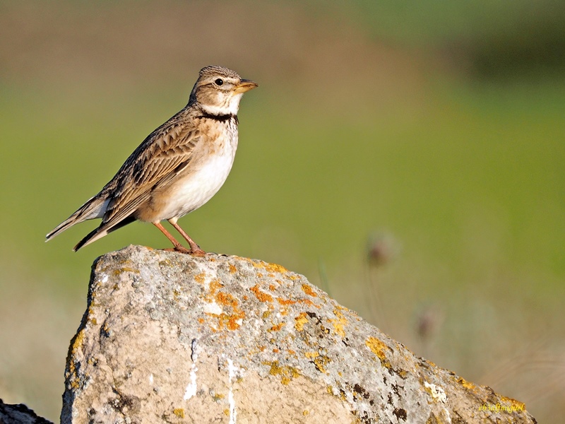 MIS AMIGAS LAS AVES: Calandria común (Melanocorypha calandra)