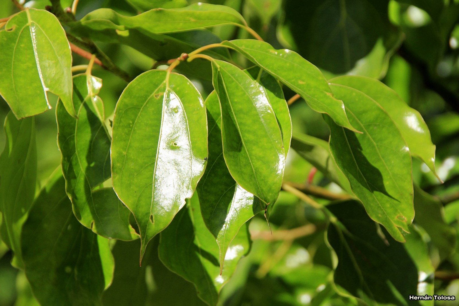 Flora Bonaerense: Alcanforero (Cinnamomum camphora)