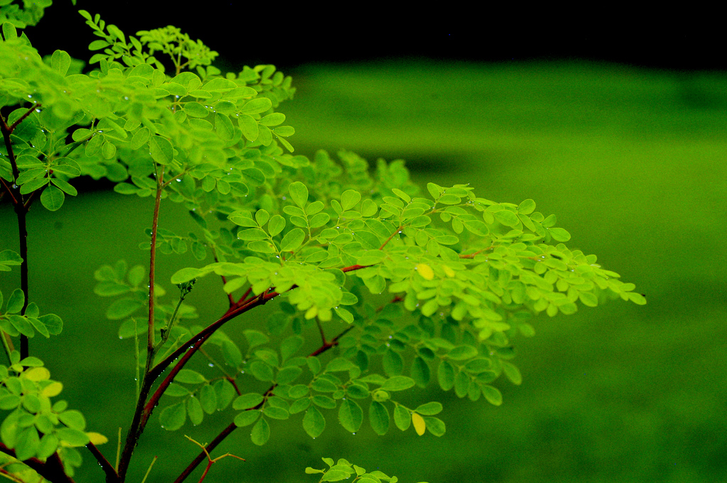 septiembre 2015 ~ Moringa es Belleza y Salud