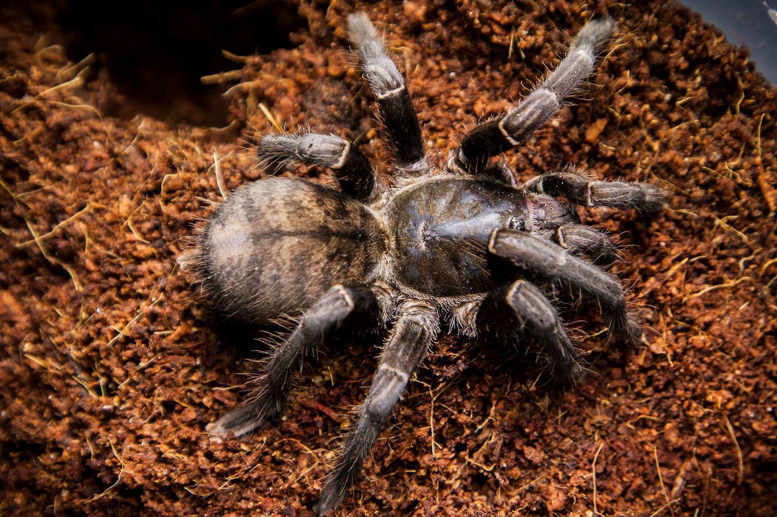 Cyriopagopus ~ Dunia Tarantula