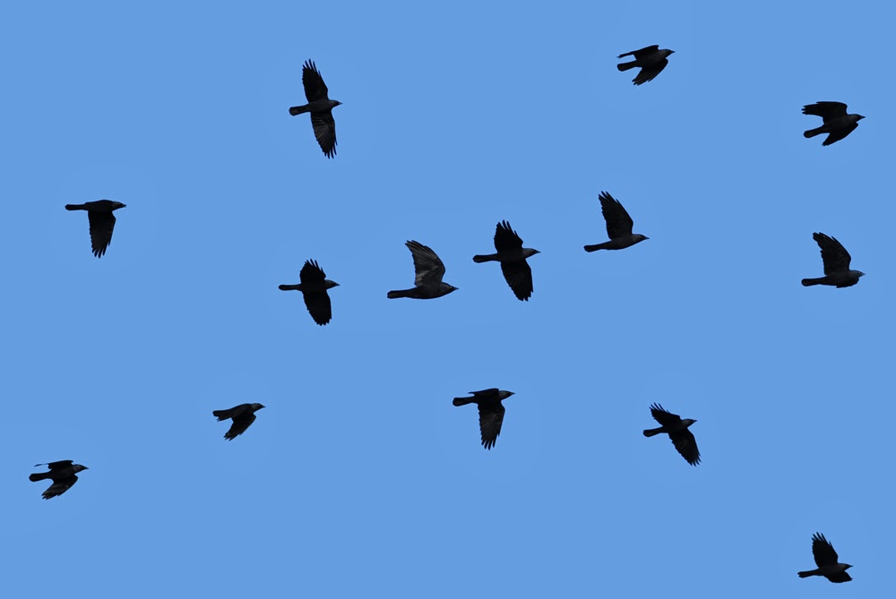 Corvus monedula: Neues aus der Dohlenkolonie