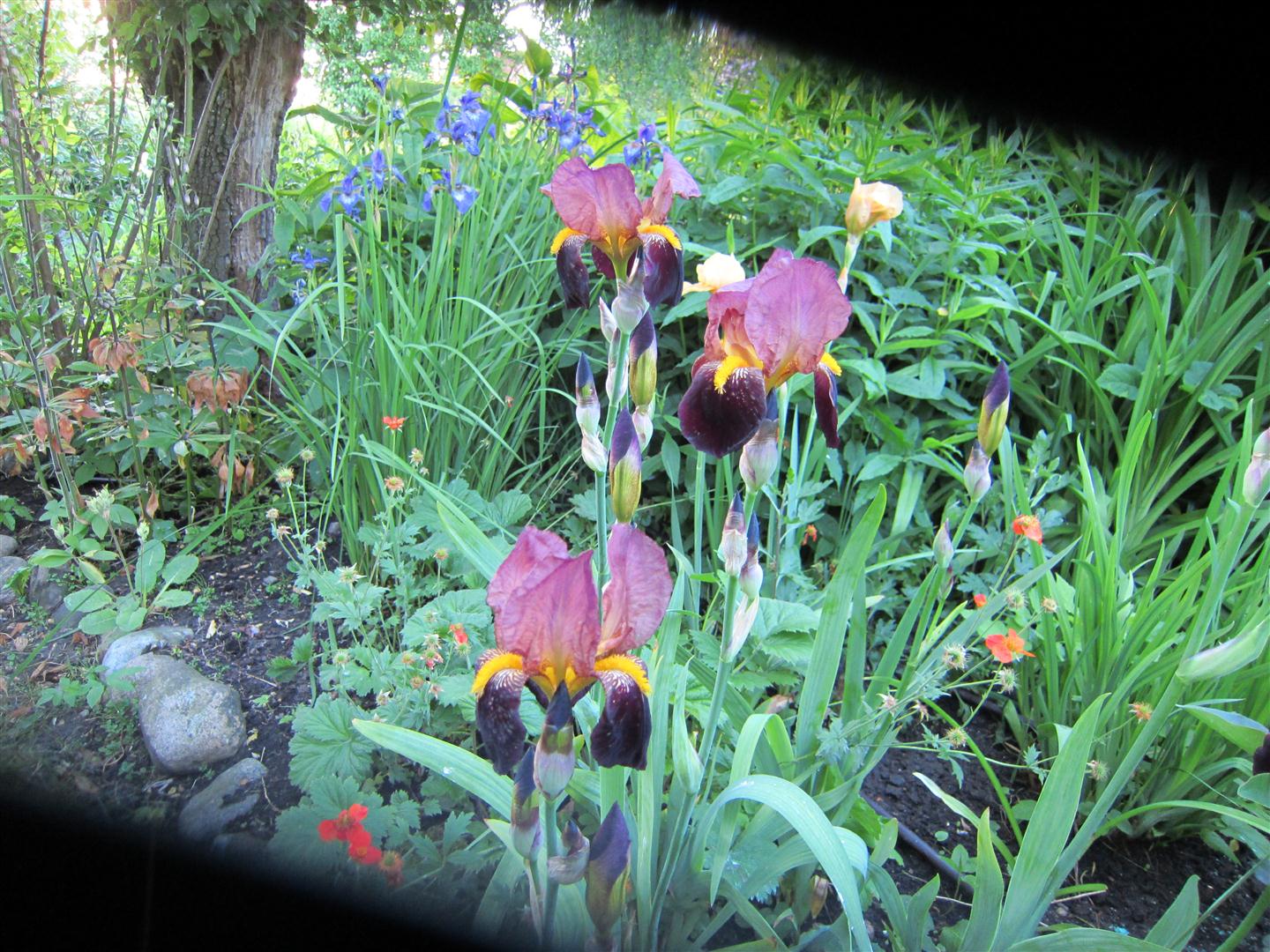 Mariehem i Skåne: Nu är det "Iris" tid.