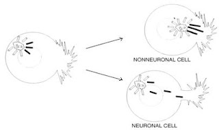 Centrosome role in neuronal polarity ~ Advanced Neurobiology
