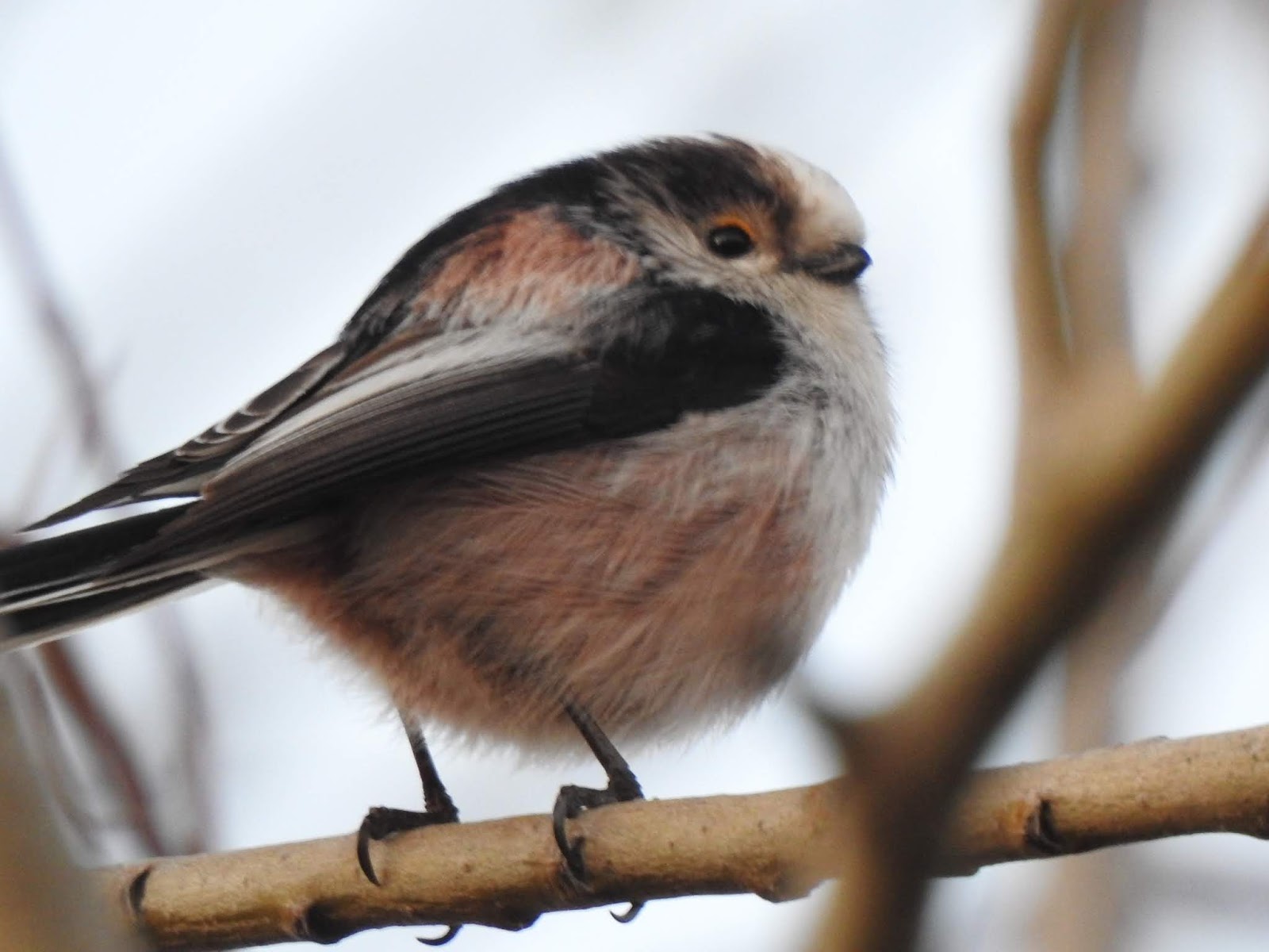 PASARI DIN ROMANIA: PITIGOI CODAT, Aegythalus caudatus