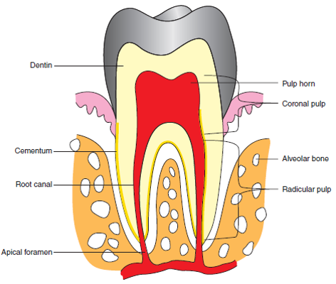 Dental Pulp- Morphology, Histology, Structure and Function