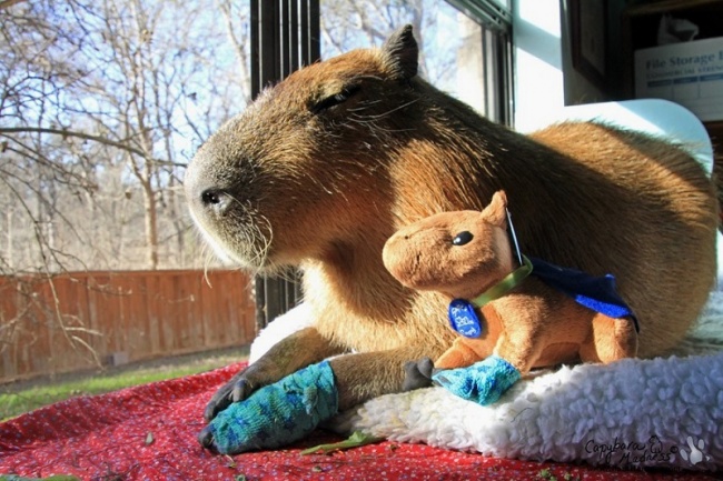 Rules of life capybaras : Your BLog Name|