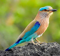 National bird and state bird of India - Birds of India