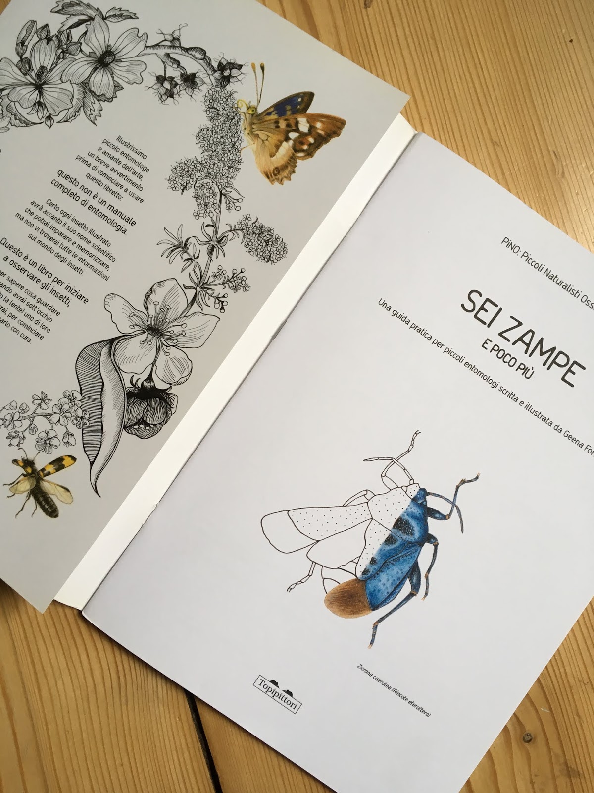 Book on drawing insects